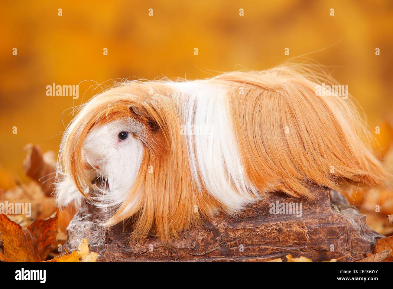 Peruviano maturo immagini e fotografie stock ad alta risoluzione - Alamy