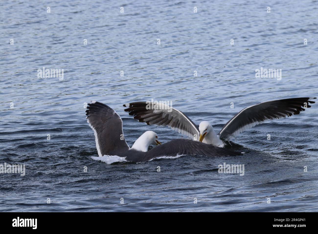 Gabbiani che combattono nell'acqua immagini e fotografie stock ad alta ...