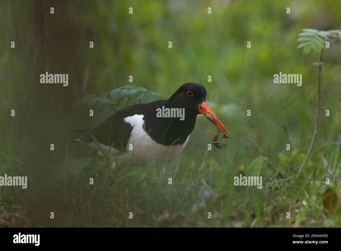 Caccia alle beccacce di mare immagini e fotografie stock ad alta ...