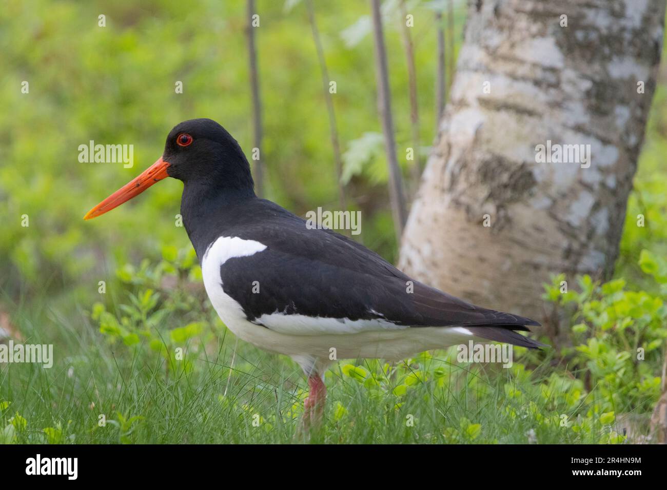 Popolazioni di beccacce di mare immagini e fotografie stock ad alta ...