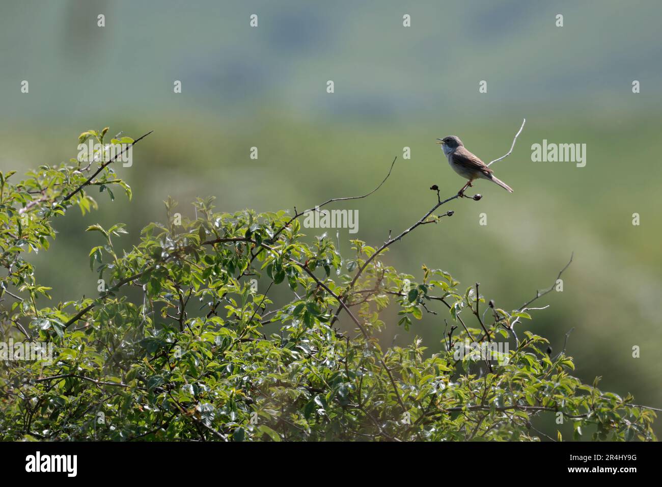 Silvia communis immagini e fotografie stock ad alta risoluzione - Alamy