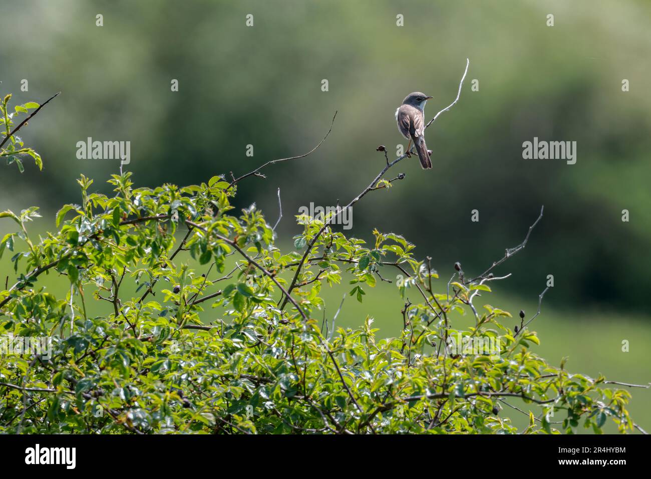 Silvia communis immagini e fotografie stock ad alta risoluzione - Alamy