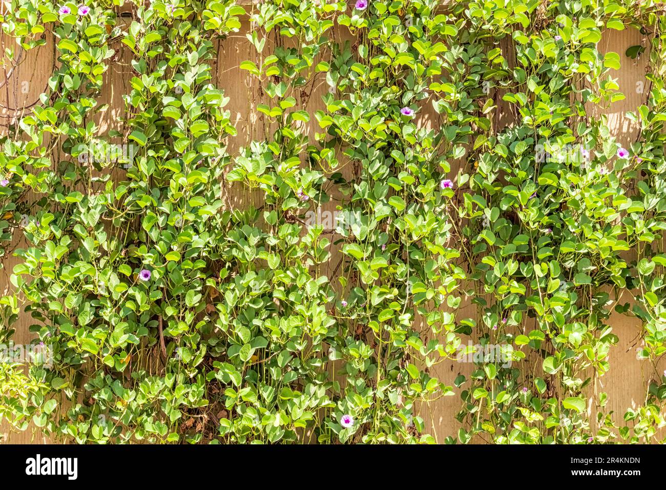 Creeping plants immagini e fotografie stock ad alta risoluzione - Alamy