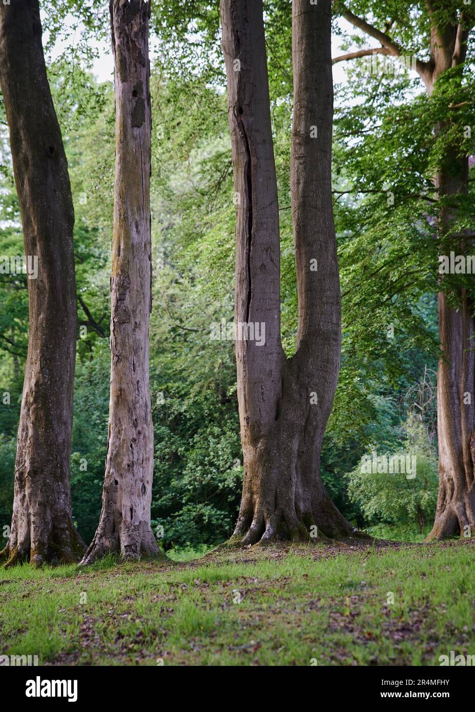 Alberi ad alto fusto al tronco di un albero forestale immagini e ...