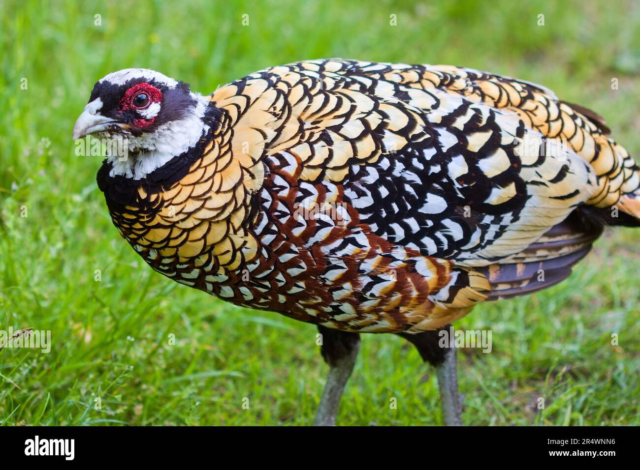 Pollo in habitat naturale immagini e fotografie stock ad alta ...