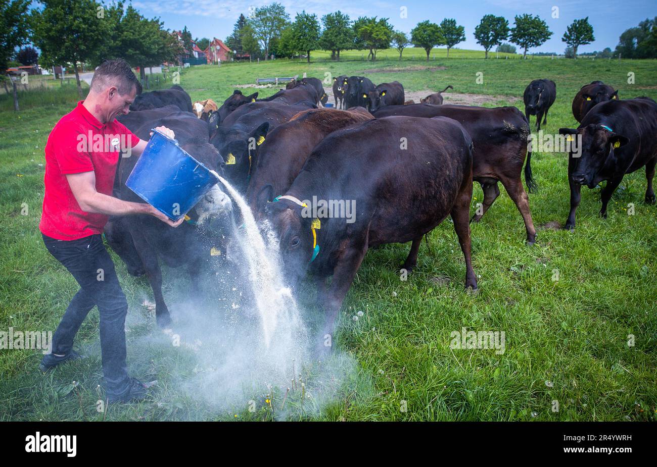 PRODUZIONE - 30 maggio 2023, Meclemburgo-Pomerania occidentale, Groß ...