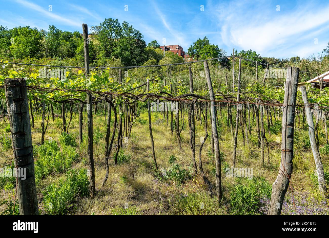 Clima vitivinicolo immagini e fotografie stock ad alta risoluzione - Alamy