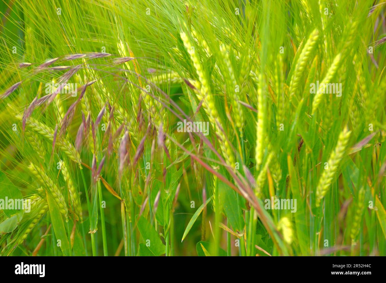 Spighe di avena immagini e fotografie stock ad alta risoluzione - Alamy