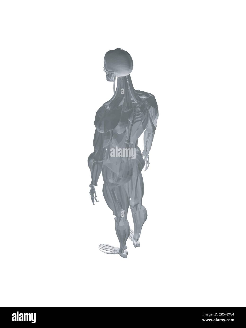 Anatomia umana. Modello di sistema muscolare corpo maschile. Anatomia ...