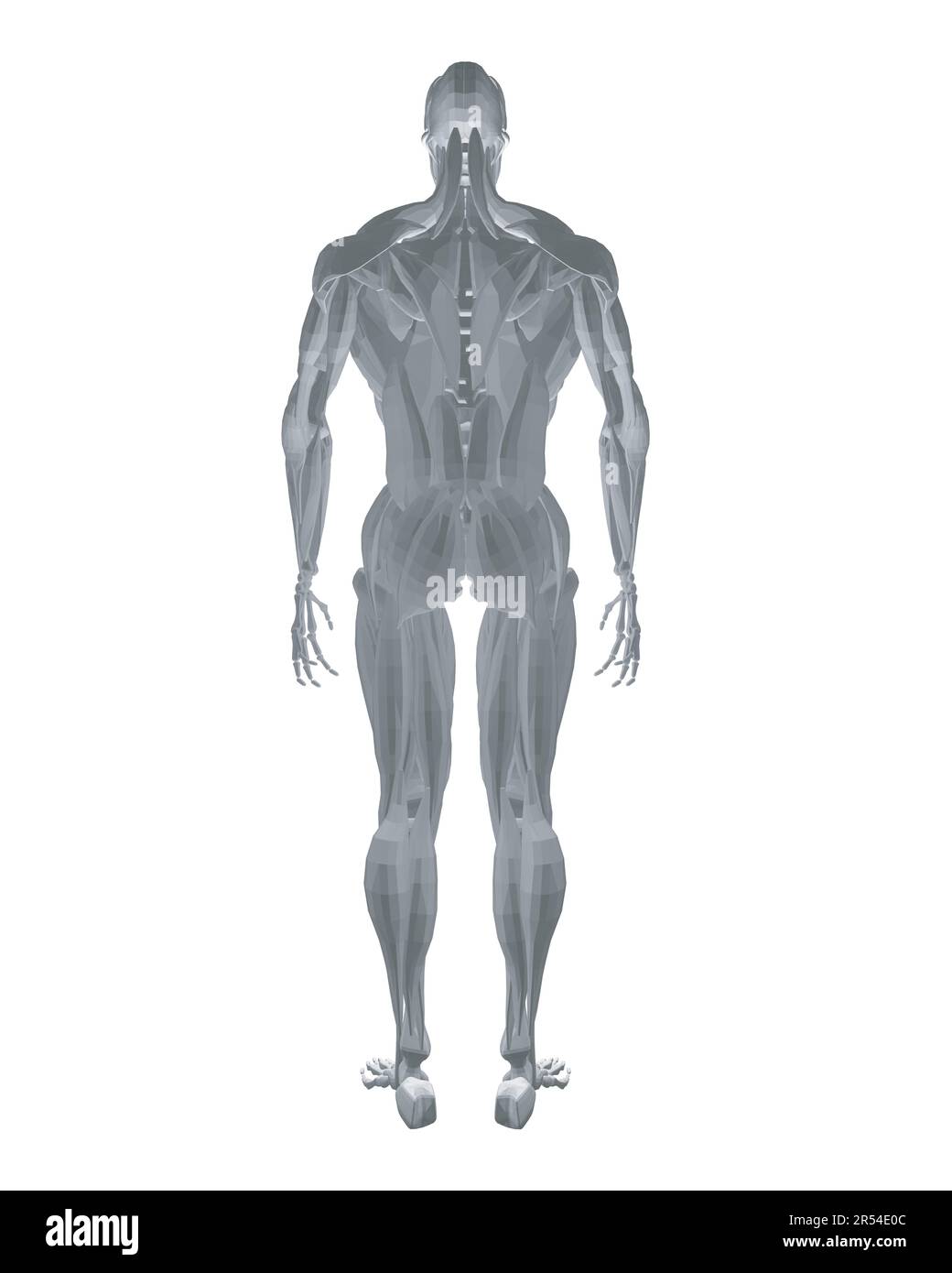 Anatomia umana. Modello di sistema muscolare corpo maschile. Anatomia ...