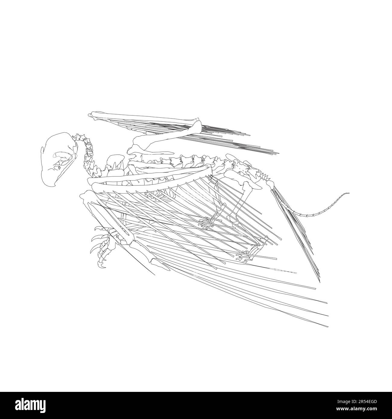 Scheletro di disegno spaventosi disegno Immagini Vettoriali Stock ...