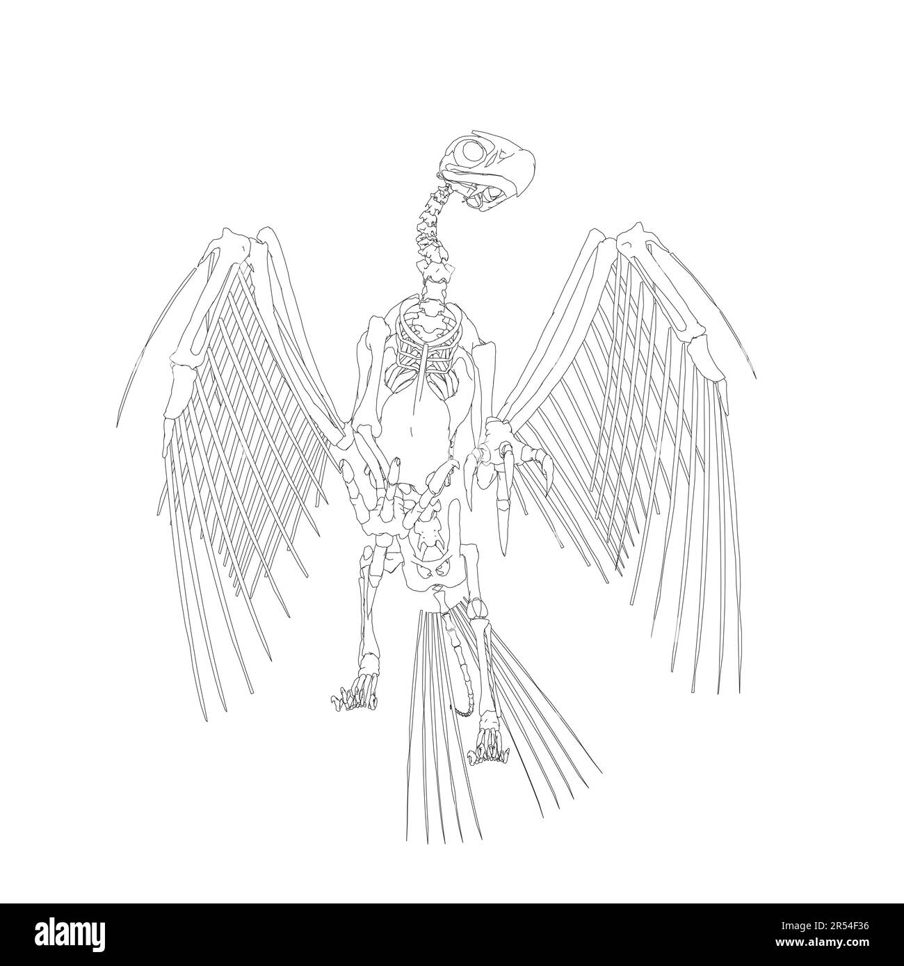 Anatomia dell'uccello Immagini Vettoriali Stock - Alamy