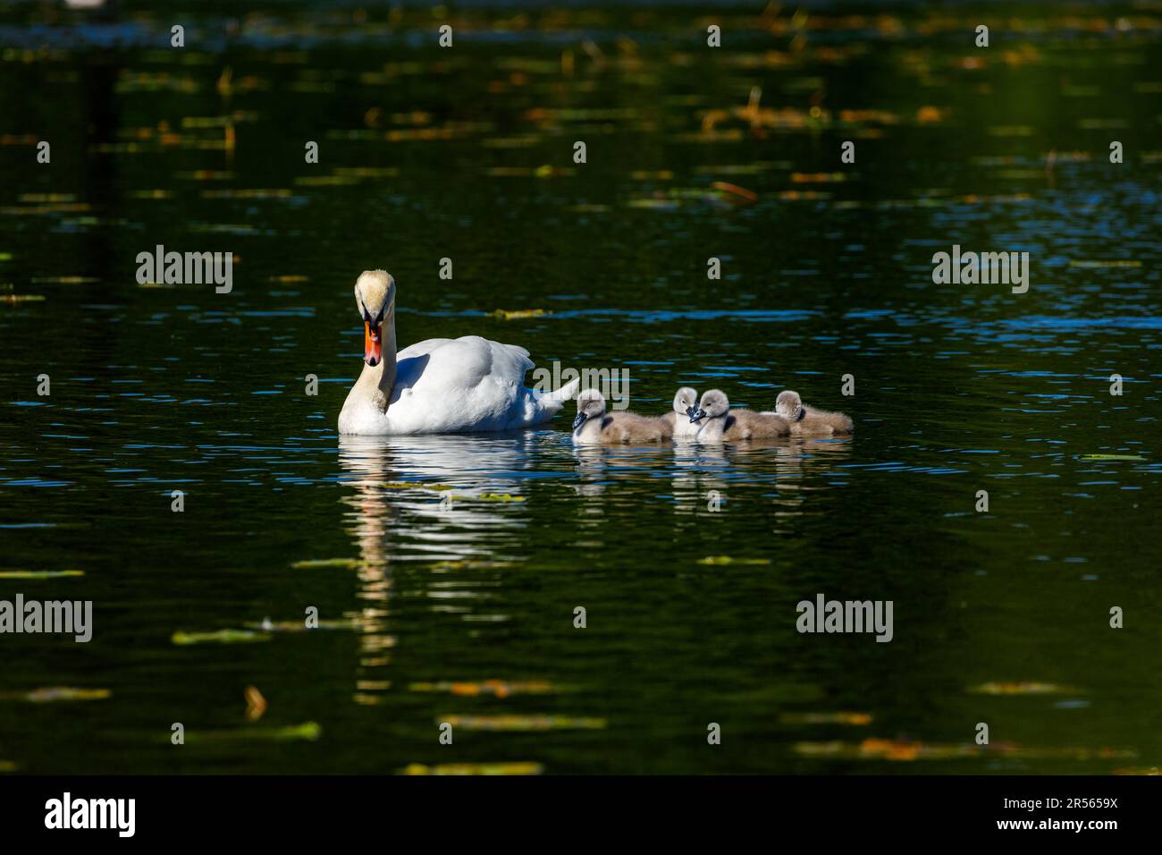 Allevamento di cigni selvatici immagini e fotografie stock ad alta ...