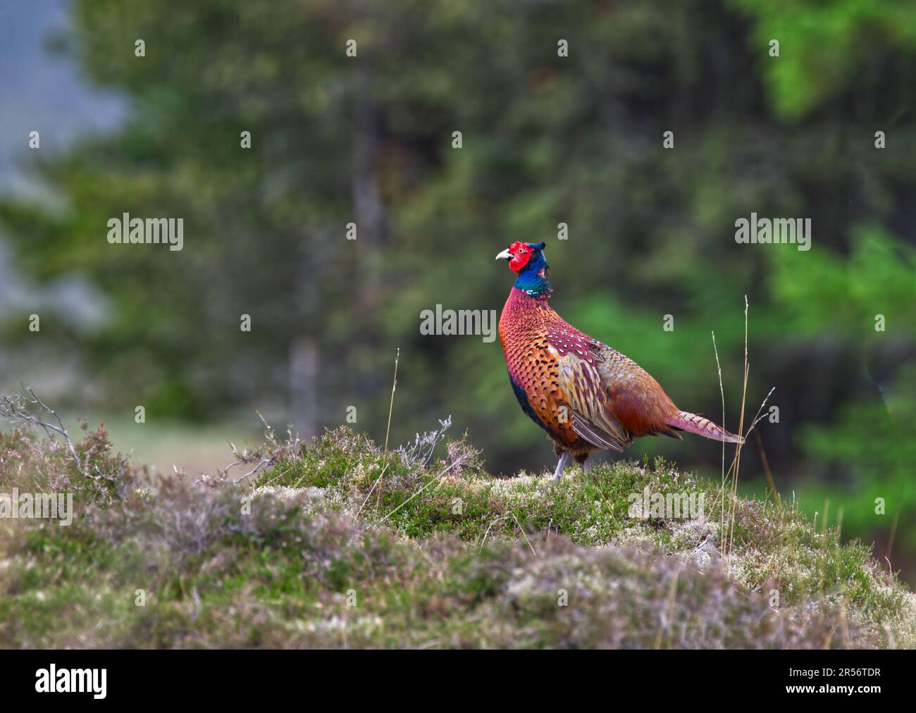 Fagiano tenebroso immagini e fotografie stock ad alta risoluzione - Alamy