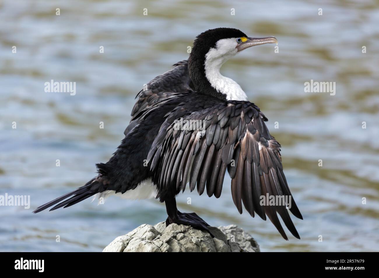 Scogliera del cormorano immagini e fotografie stock ad alta risoluzione ...