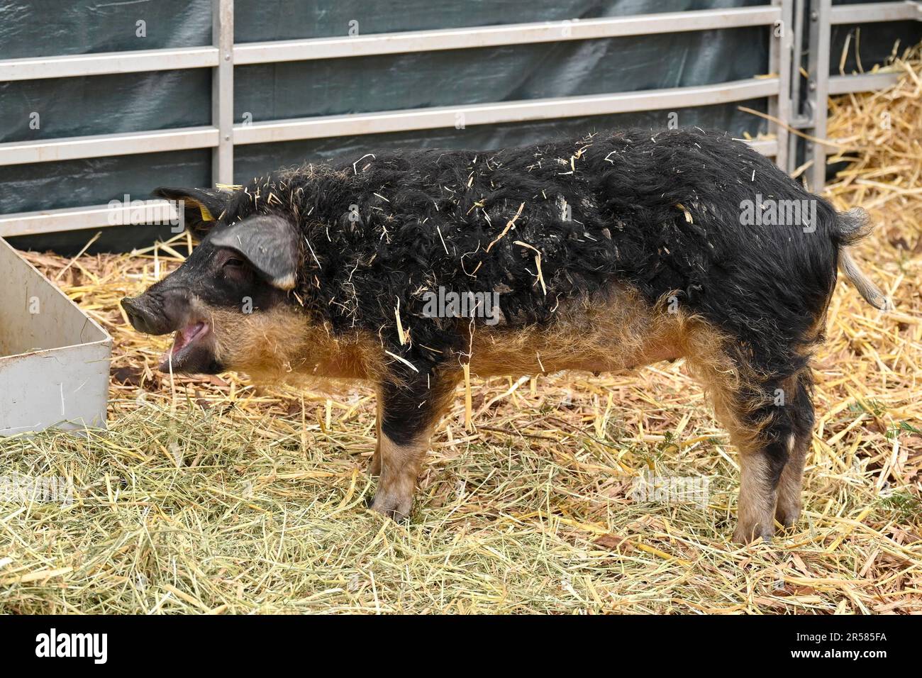 Capelli di maiale immagini e fotografie stock ad alta risoluzione - Alamy
