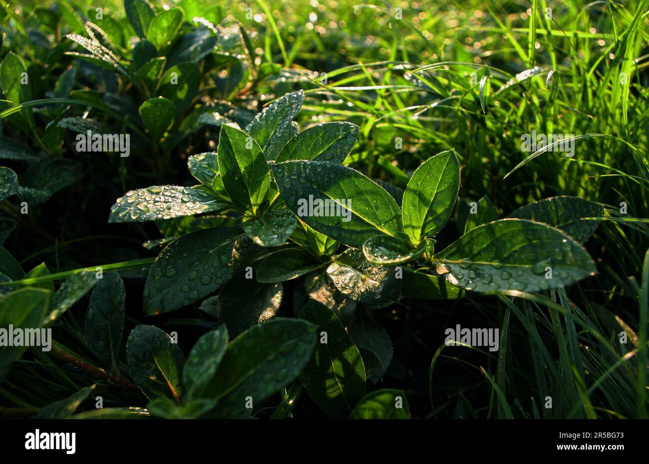 Rugiada sulle foglie immagini e fotografie stock ad alta risoluzione ...
