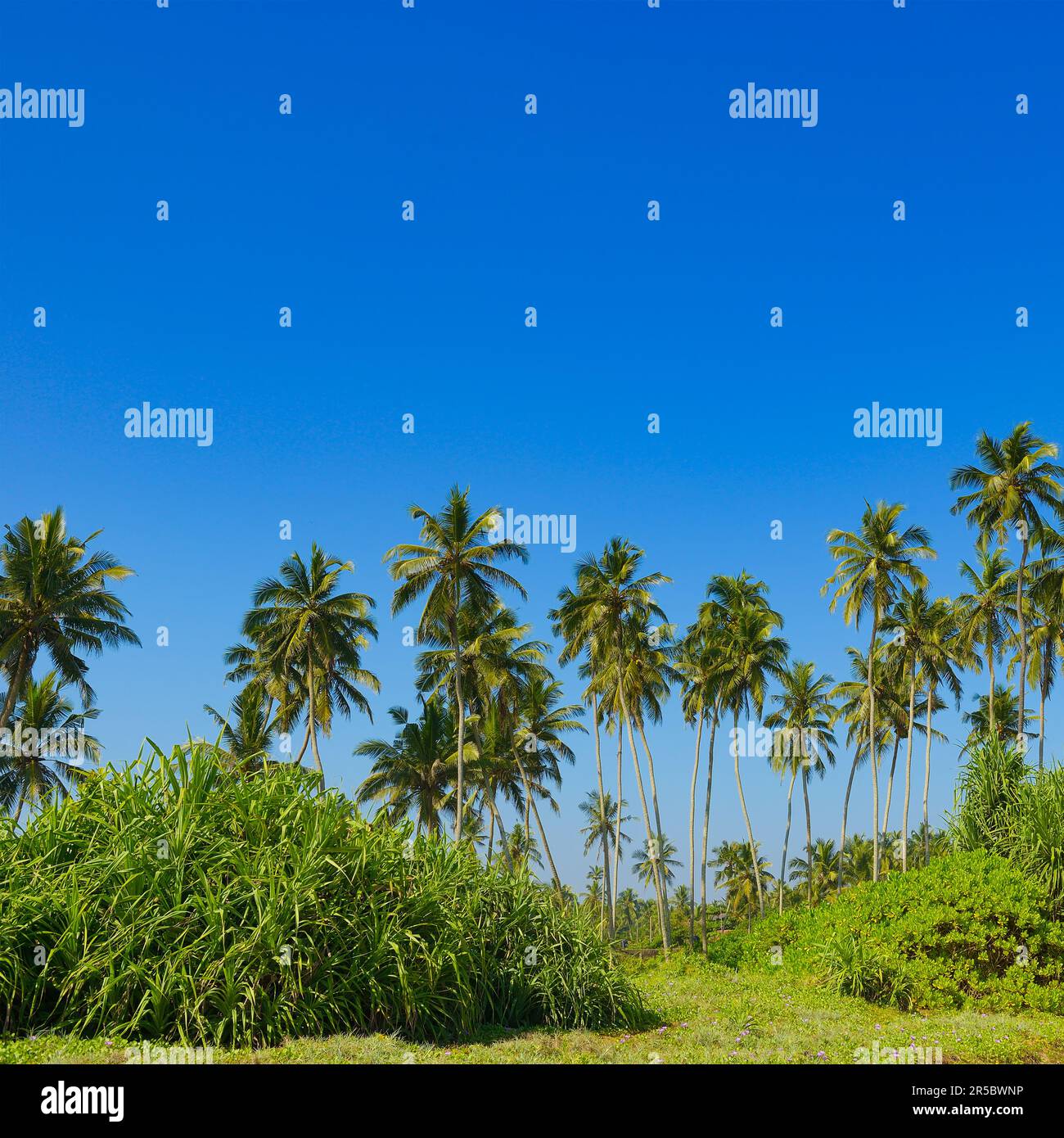 Alte palme da cocco sulla spiaggia immagini e fotografie stock ad alta ...