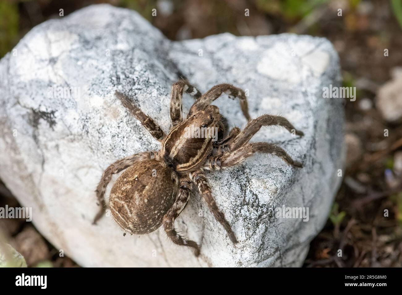 Lycosa tarantula female immagini e fotografie stock ad alta risoluzione ...