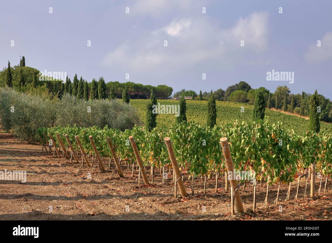 Vigneti toscana italia immagini e fotografie stock ad alta risoluzione ...