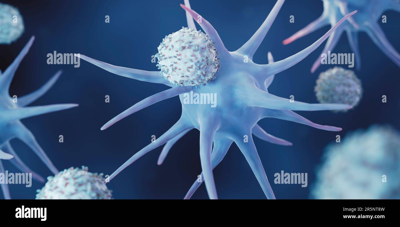 Cellula dendritica che presenta antigene alla cellula t immagini e ...