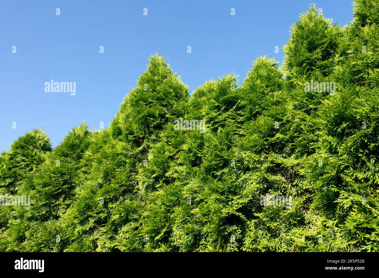 Thuja hedge immagini e fotografie stock ad alta risoluzione - Alamy