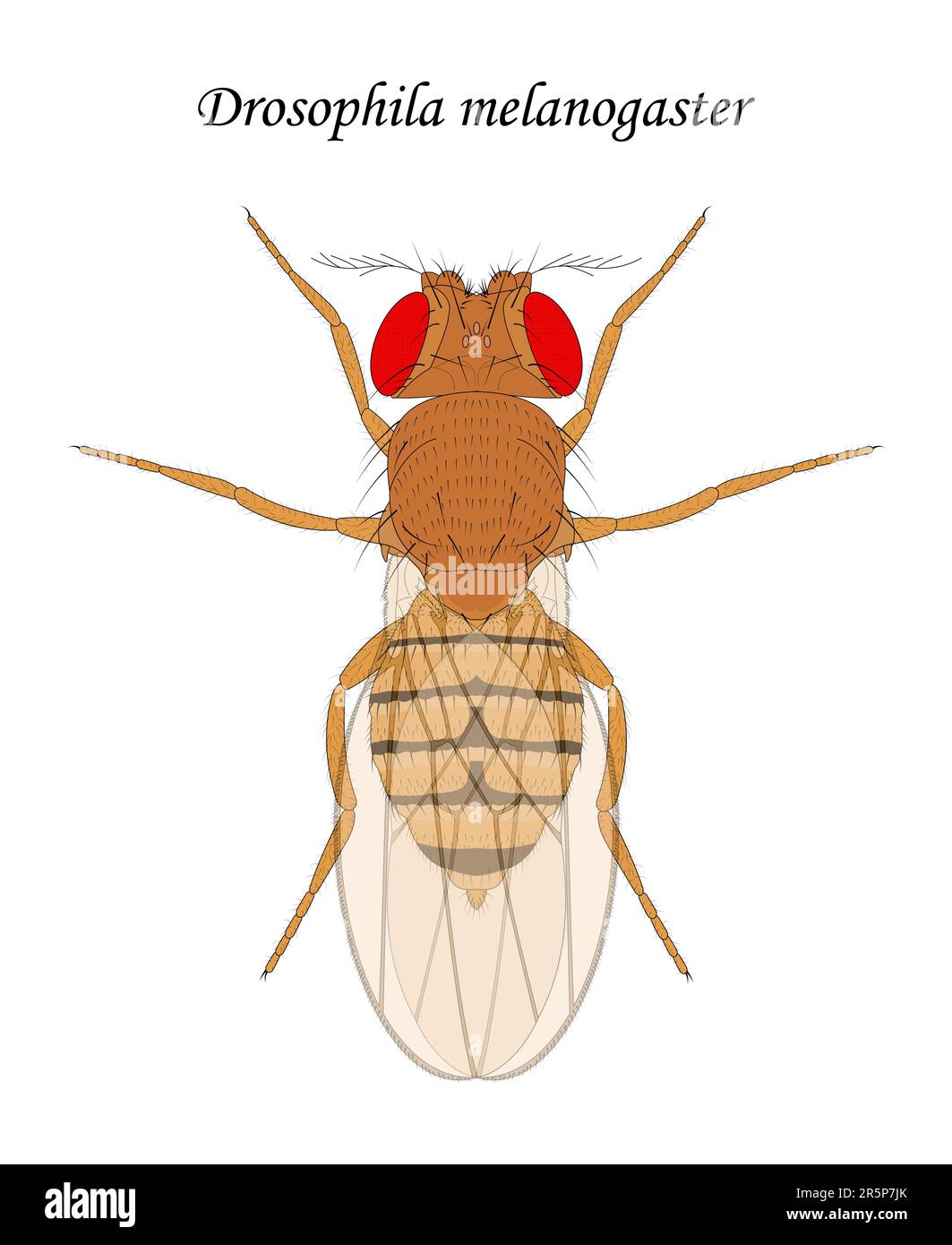 Abdomen and chest anatomy Immagini Vettoriali Stock - Alamy