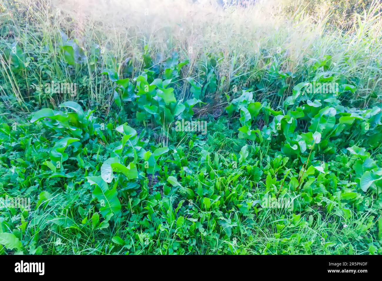 Pianta di rafano immagini e fotografie stock ad alta risoluzione - Alamy