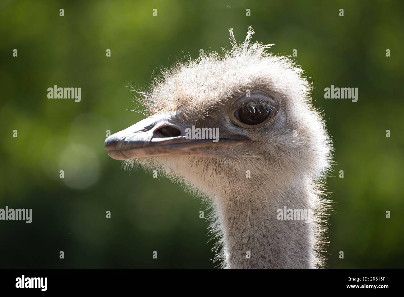 Struzzo distante immagini e fotografie stock ad alta risoluzione - Alamy