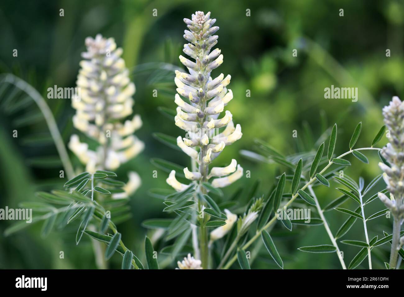 Coda di volpe di Sophora, alopecuroides di Sophora, vulgaris di Sophora ...