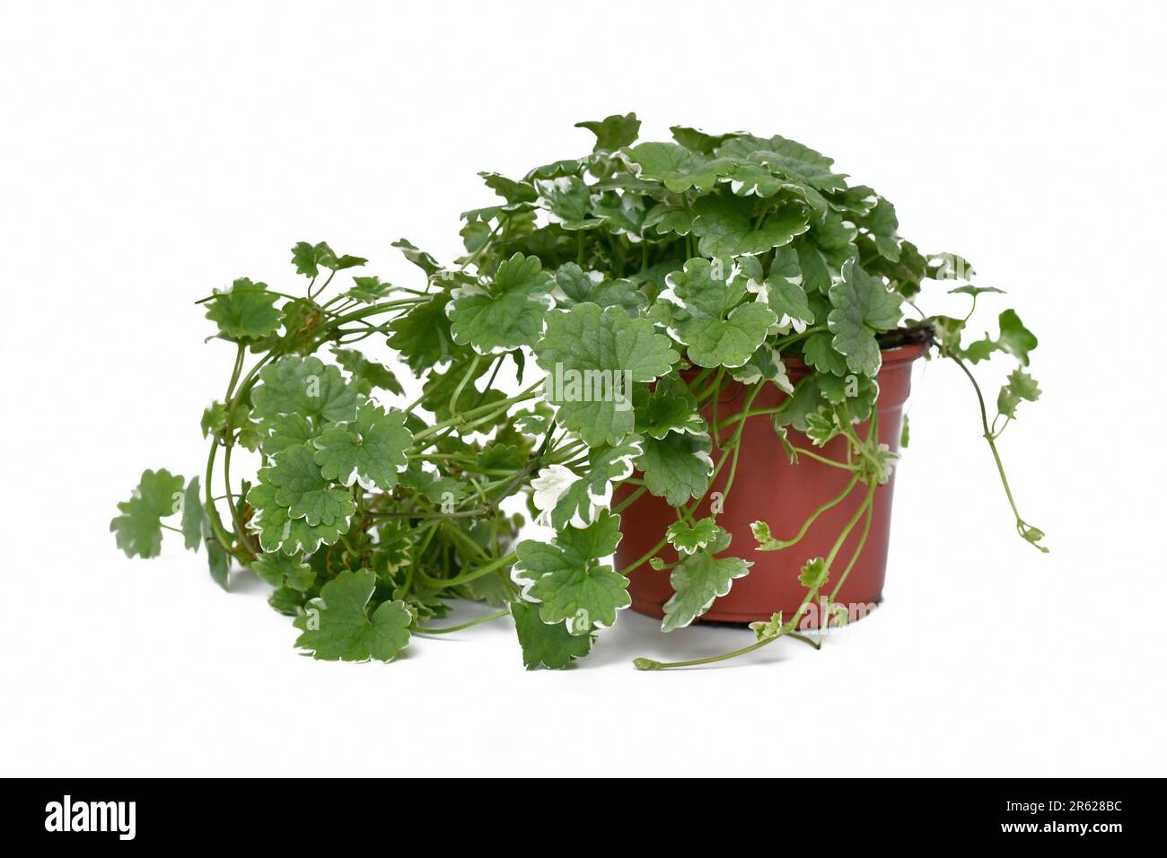 Glechoma hederacea variegata immagini e fotografie stock ad alta ...