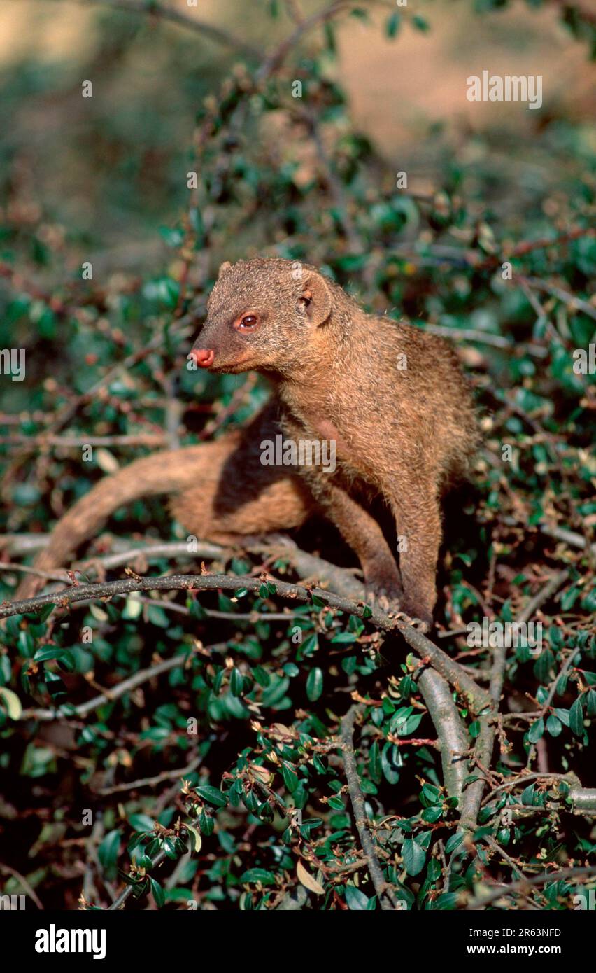 Mangusta striata immagini e fotografie stock ad alta risoluzione - Alamy