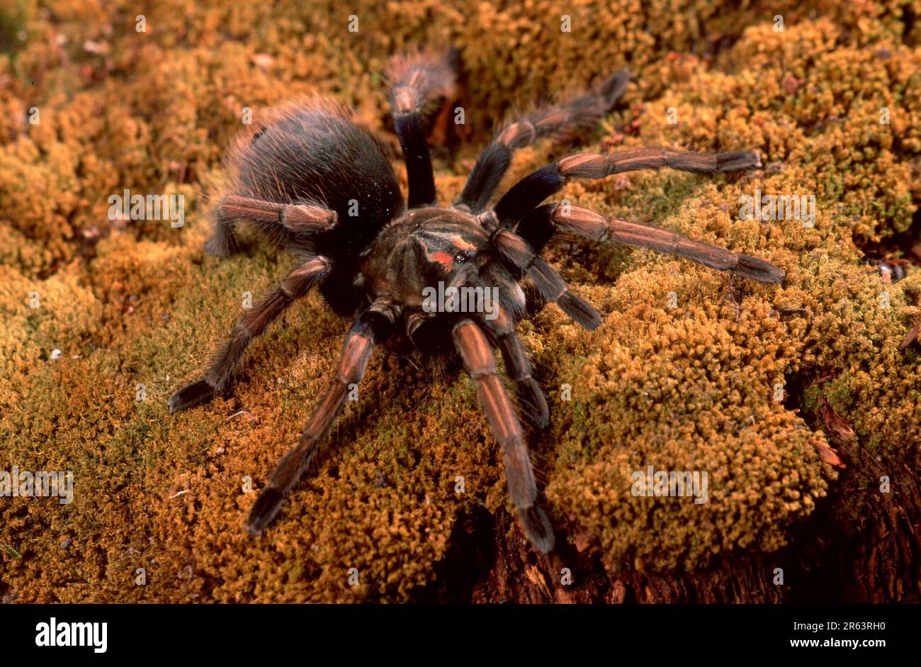 Tarantola america immagini e fotografie stock ad alta risoluzione - Alamy