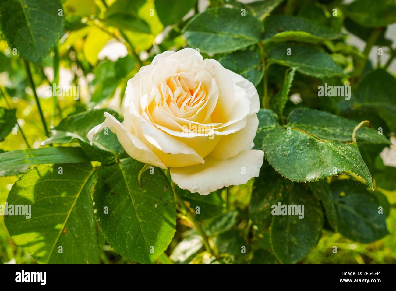 Cespuglio di rose gialle immagini e fotografie stock ad alta ...