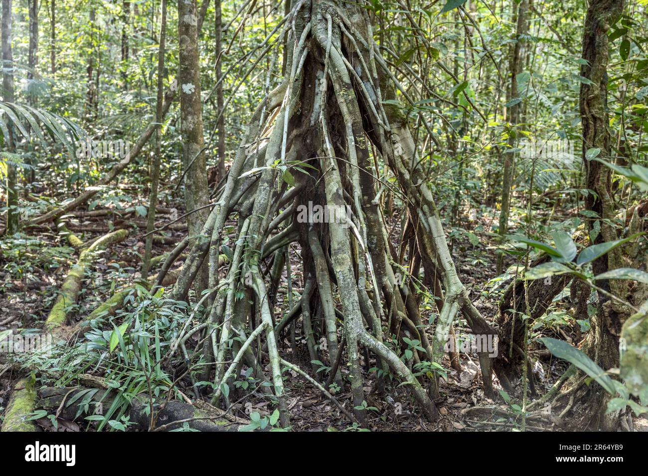 Piante con radici aeree immagini e fotografie stock ad alta risoluzione ...
