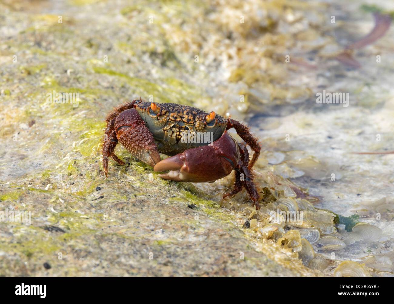 Eriphia smithii immagini e fotografie stock ad alta risoluzione - Alamy