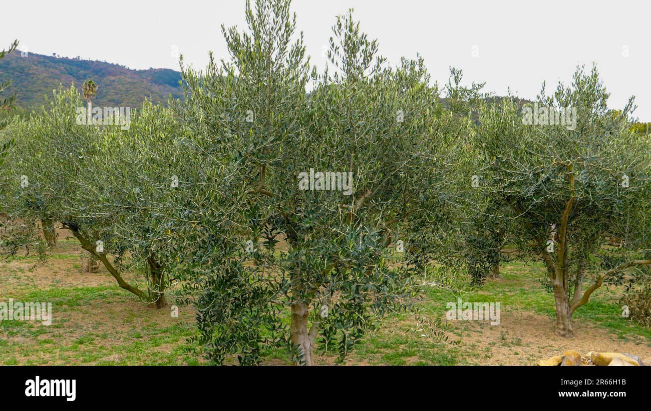 Shodo island immagini e fotografie stock ad alta risoluzione - Alamy