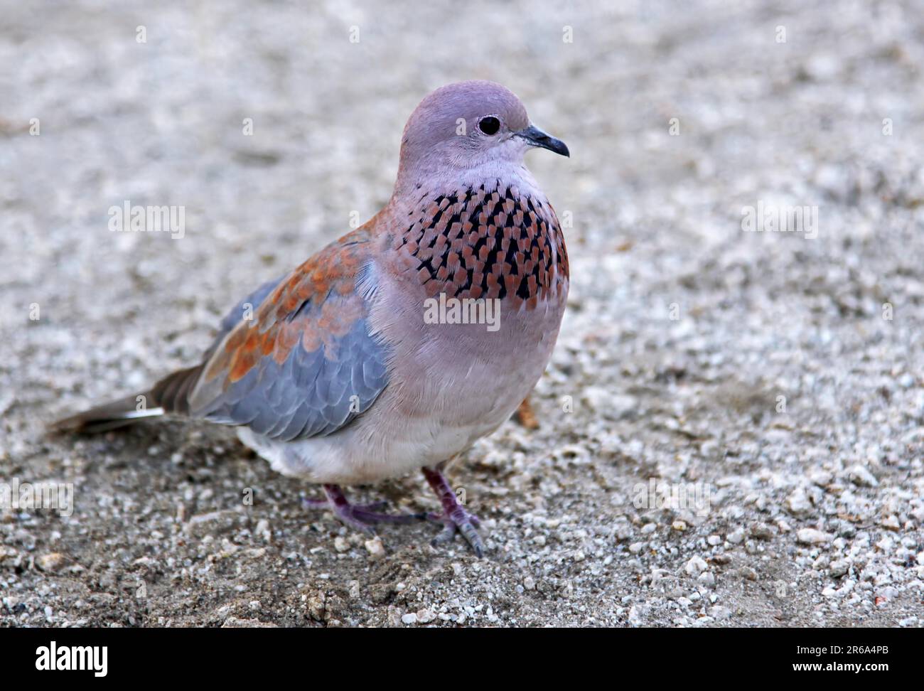 Colomba di palma immagini e fotografie stock ad alta risoluzione - Alamy