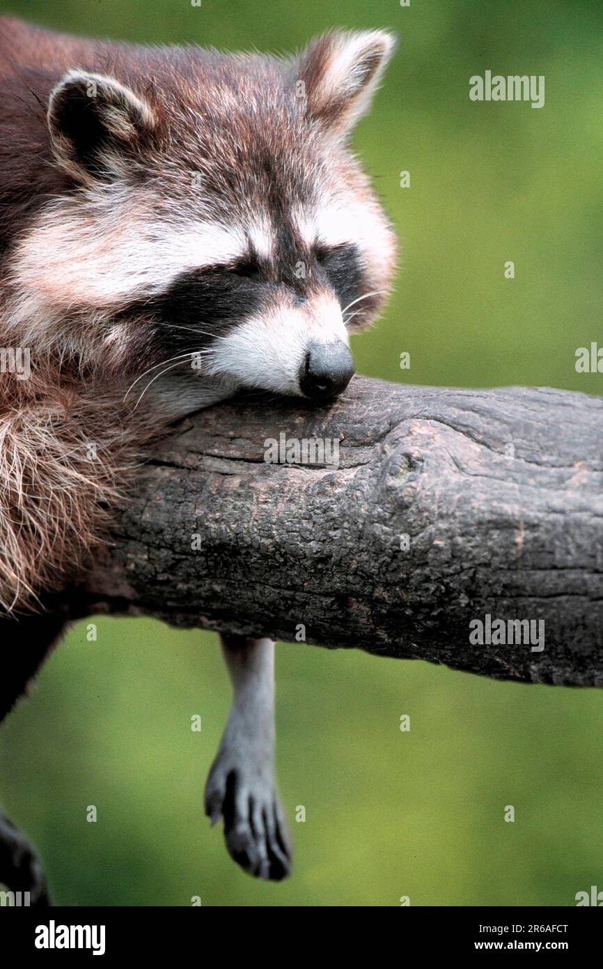 Procione testa immagini e fotografie stock ad alta risoluzione - Alamy