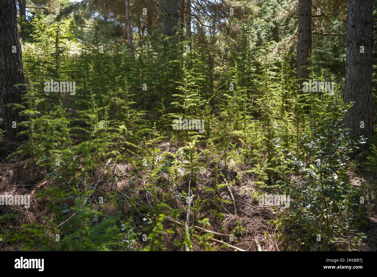 Prevalentemente vegetazione immagini e fotografie stock ad alta ...