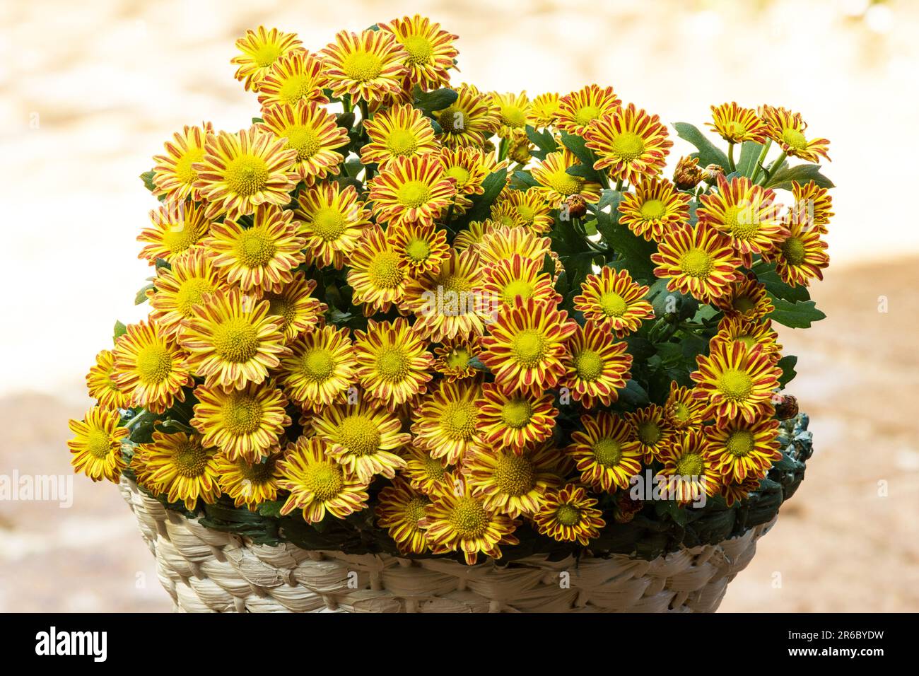 Sfondo giallo neutro immagini e fotografie stock ad alta risoluzione ...