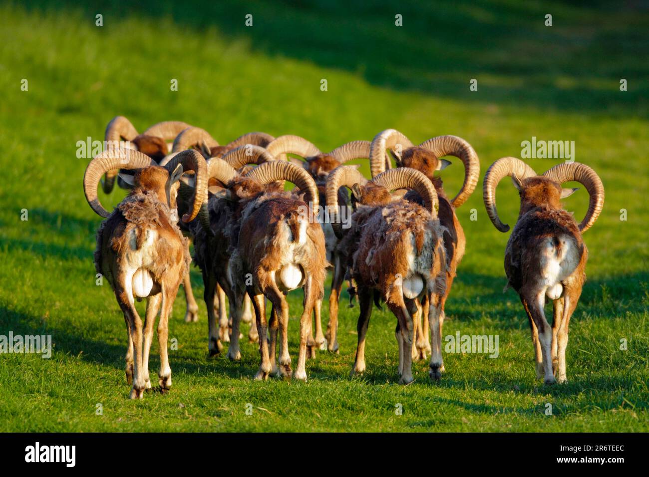 Andare a speronare immagini e fotografie stock ad alta risoluzione - Alamy