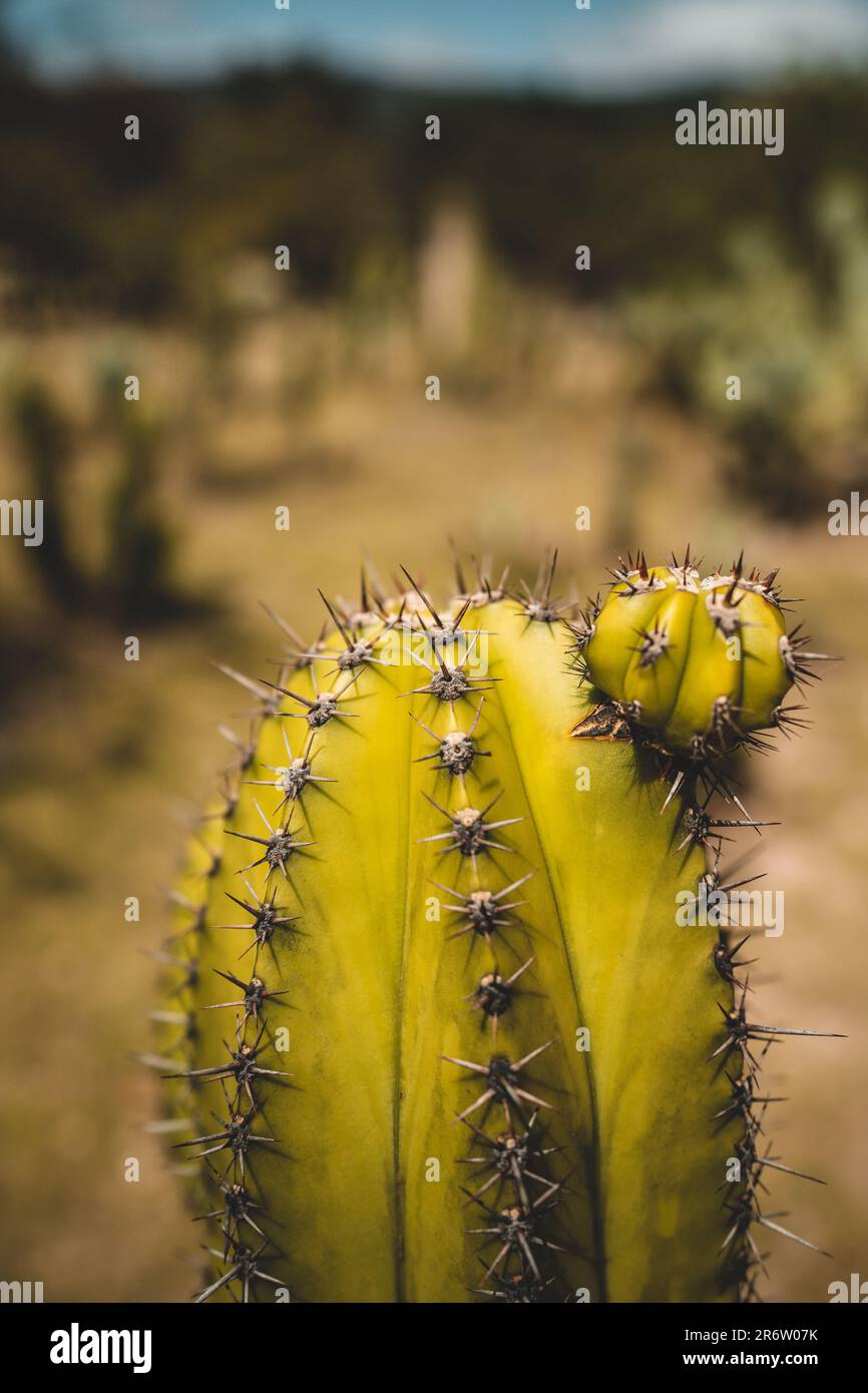 Simbolo di resilienza immagini e fotografie stock ad alta risoluzione ...