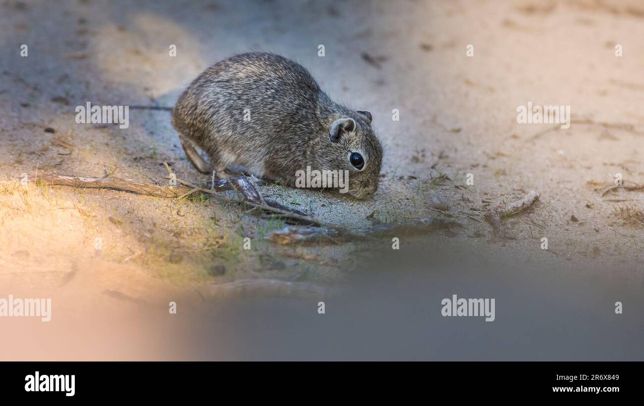 Roditore cavi immagini e fotografie stock ad alta risoluzione - Alamy