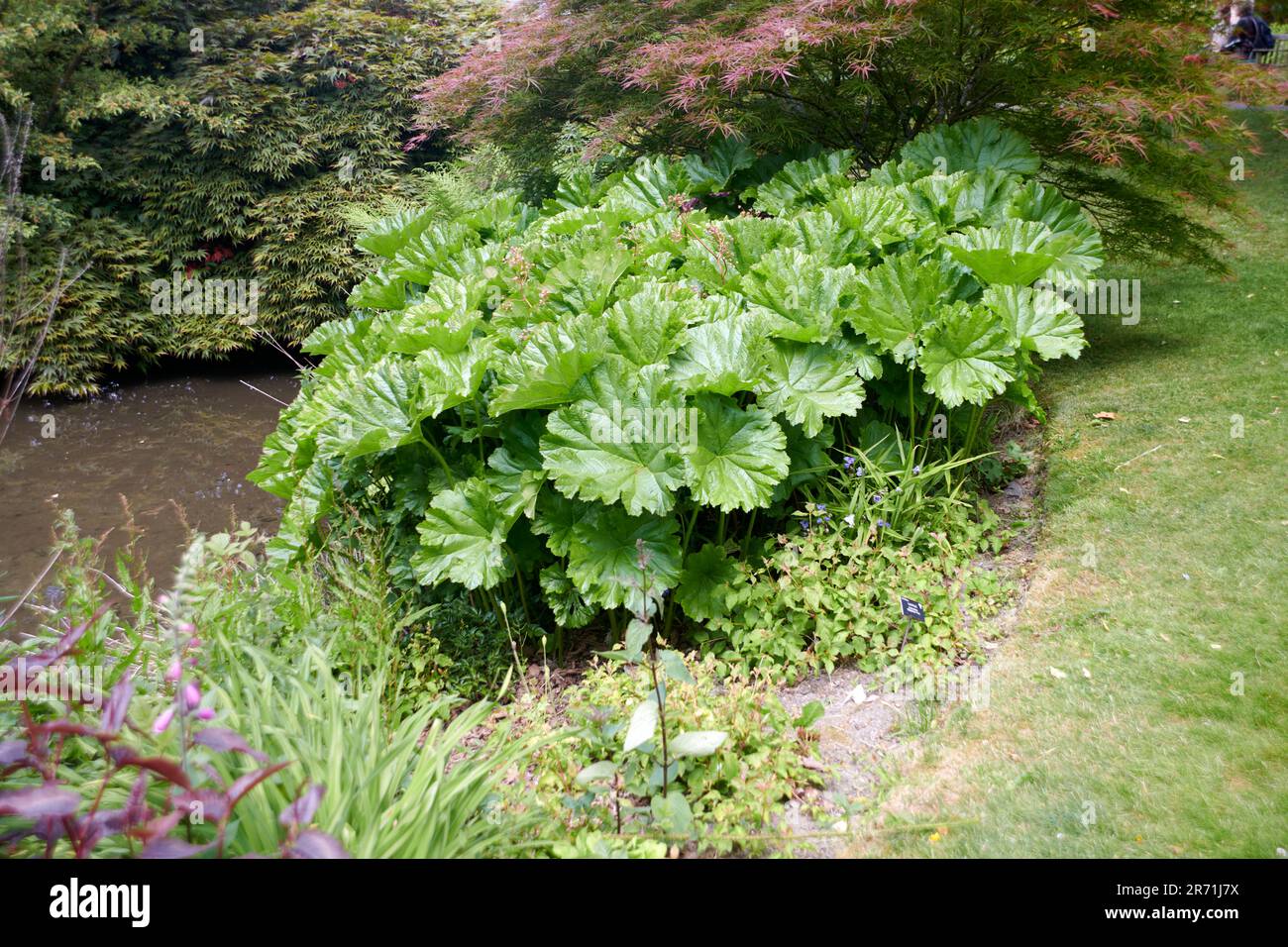 Le piante di Gunnera che crescono intorno ad uno stagno, Gunnera sono ...