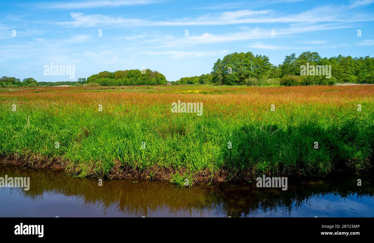 Zona di brughiera immagini e fotografie stock ad alta risoluzione - Alamy