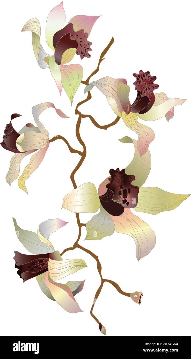Ramo di orchidea Immagini Vettoriali Stock - Alamy