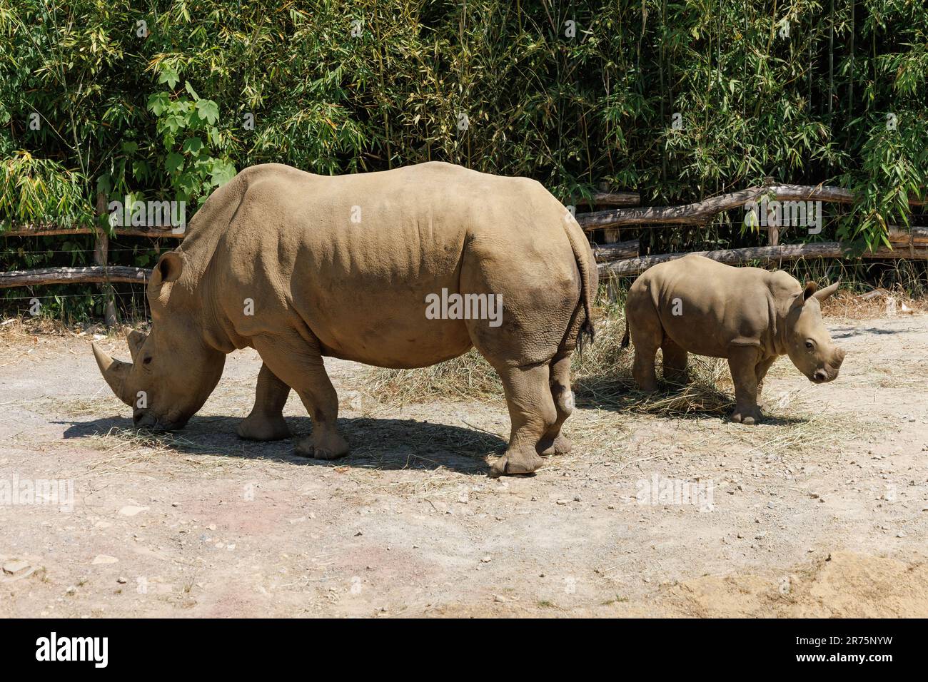 13 giugno 2023, bassa Sassonia, Osnabrück: Il cucciolo di rinoceronte ...