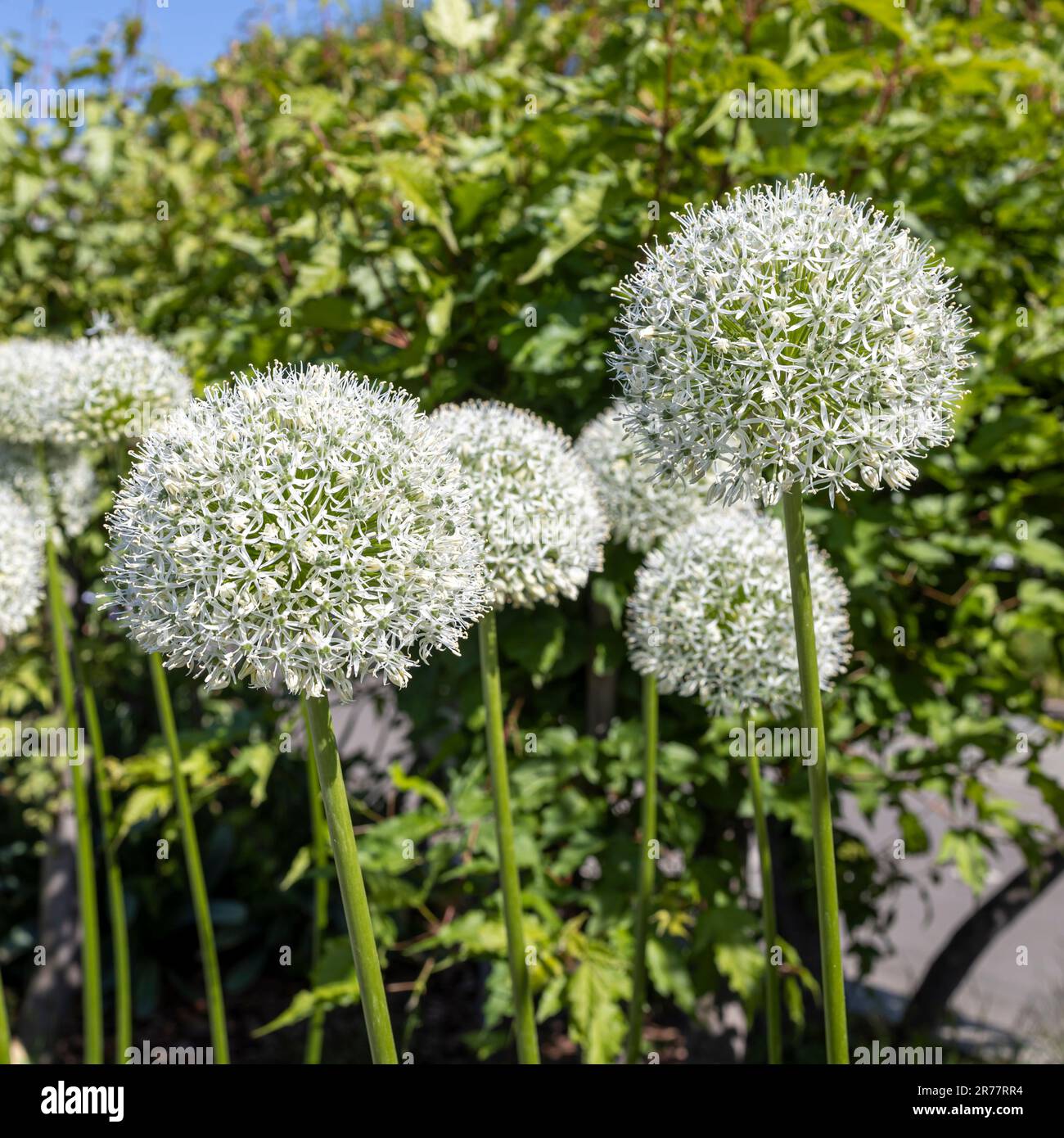 Decorare i parchi cittadini immagini e fotografie stock ad alta ...