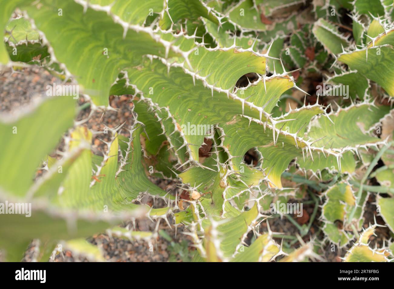 Euphorbia grandicornis immagini e fotografie stock ad alta risoluzione ...